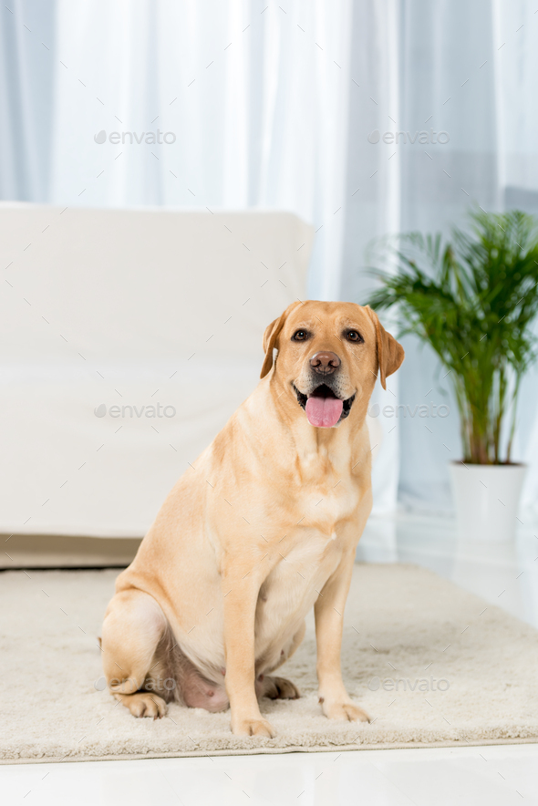 Yellow Lab Sitting