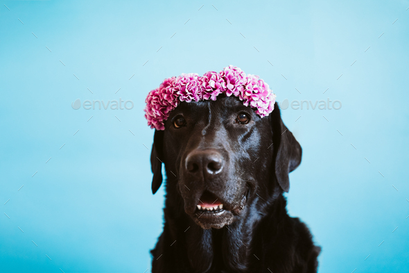 black labrador dog wearing a crown of flowers over blue background ...
