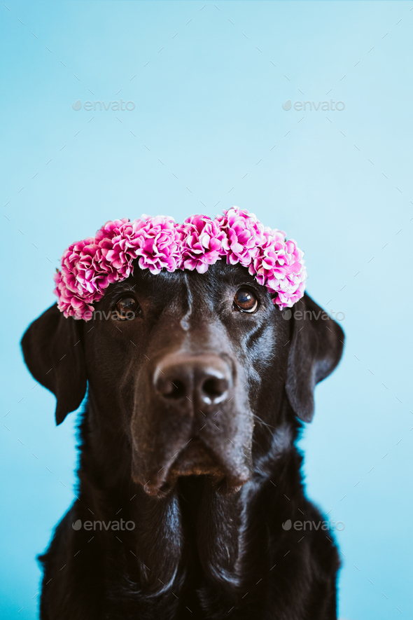 black labrador dog wearing a crown of flowers over blue background ...