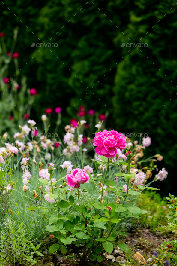 View on beautiful pink rose in a garden Stock Photo by Masson-Simon