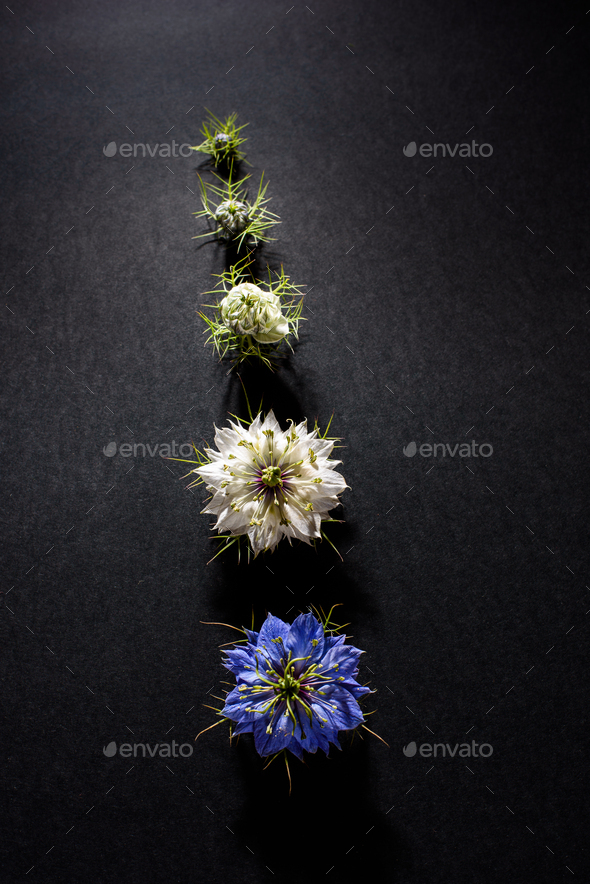 Progression of a flower in phases and stages from its bud to its open ...