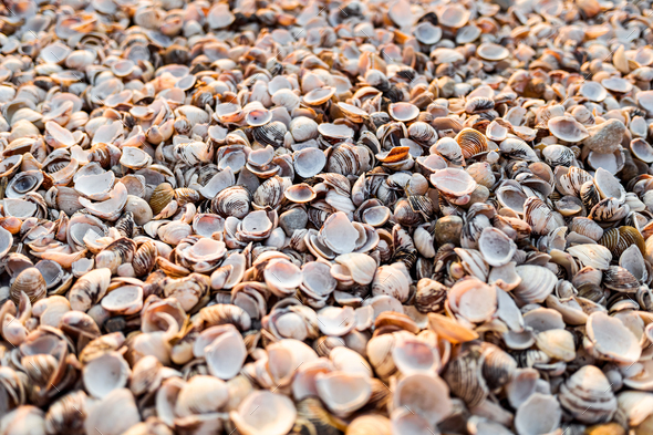 Thousands of empty clam shells, full shell background to use as ...