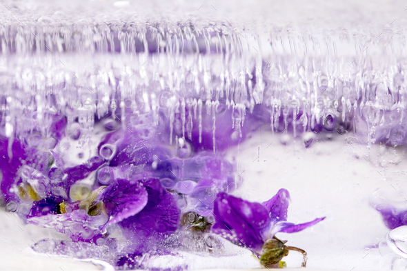 Violets flower in ice Stock Photo by NatashaBreen | PhotoDune