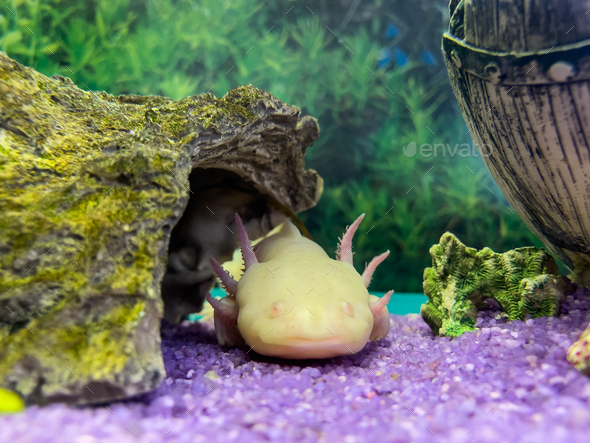 Underwater Axolotl portrait in an aquarium. Ambystoma mexicanum ...