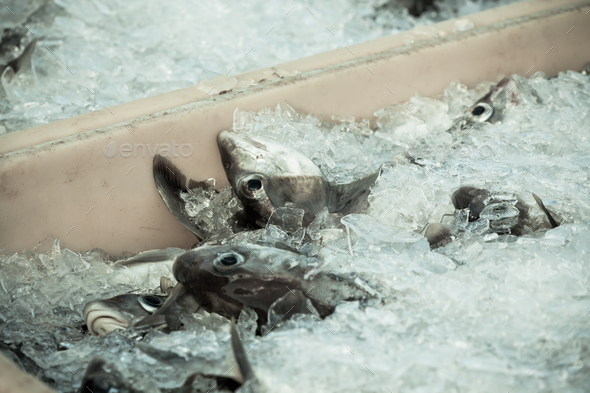 Catch of the day - Fresh Fish in Shipping Container Stock Photo by nzooo