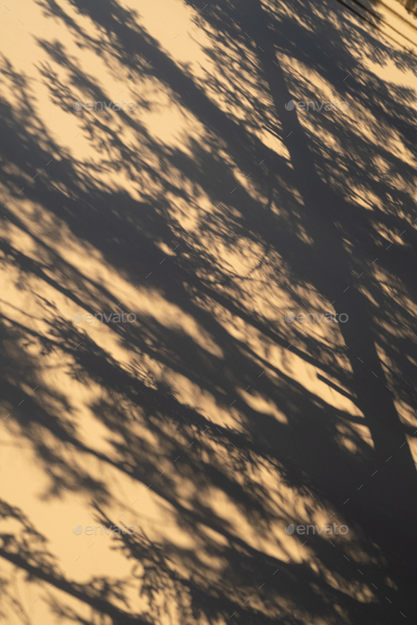 The shadow of a fir tree on the wall in the light of the setting sun ...