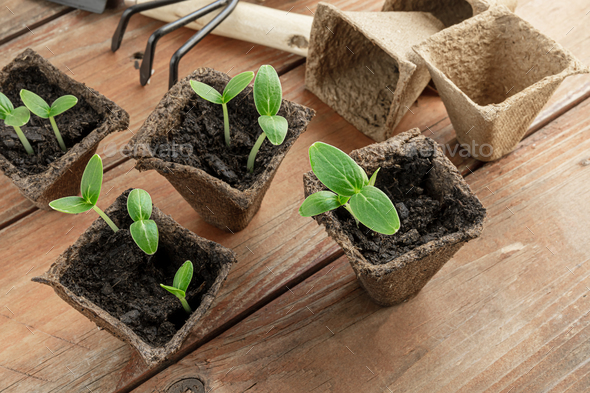 Seedlings in biodegradable peat pots Stock Photo by tsableaux | PhotoDune