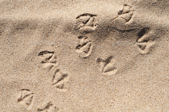 Seagull tracks across sand on a beach. Bird foot prints on the sand ...