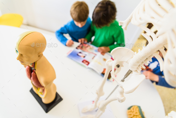 Students in anatomy and human biology class with an artificial model of ...
