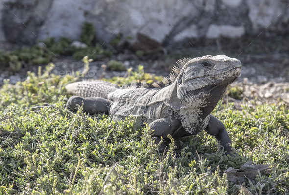 Reptile in the temples of Tulum. Quintana Roo, Mexico Stock Photo by Unai82