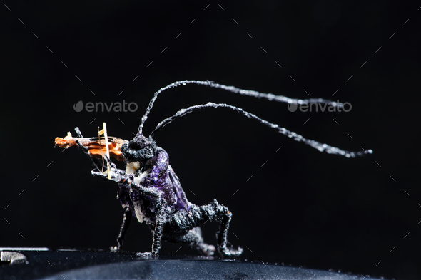 Miniature of insect playing violin Stock Photo by anatoliy_gleb | PhotoDune