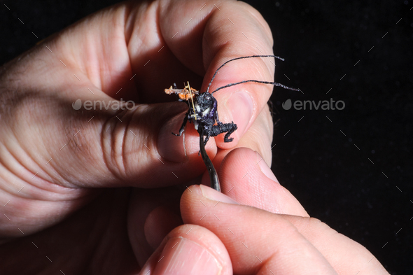 Miniature of bug playing violin Stock Photo by anatoliy_gleb | PhotoDune