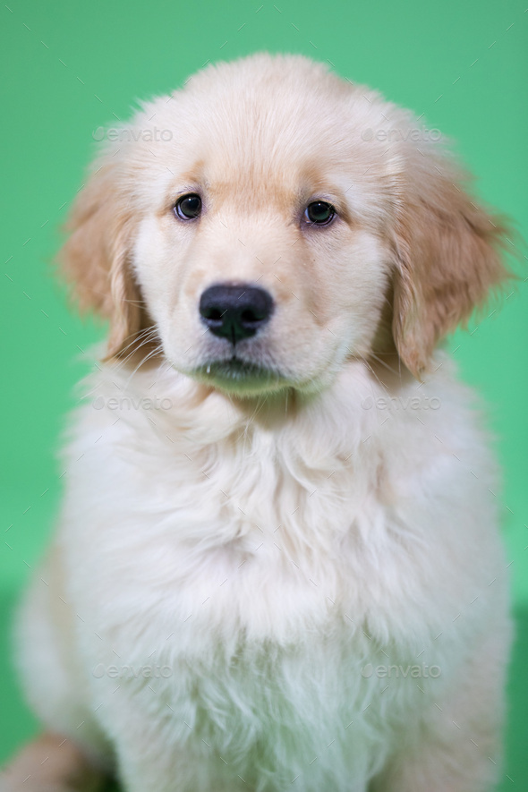 Portrait of golden retriever puppy dog isolated green screen Stock ...