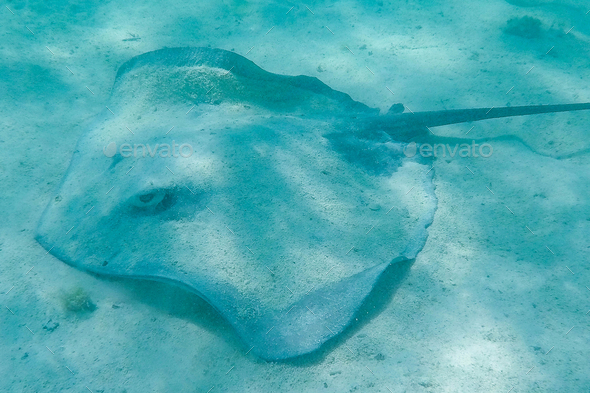 Large stingray under the surface of clear ocean water Stock Photo by ...