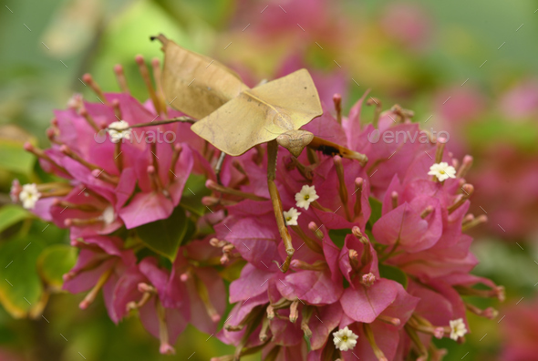 Dead leaf mantis insect showing its camouflage Stock Photo by ...