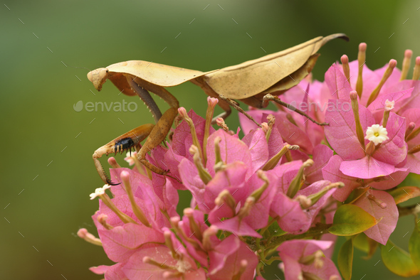 Dead leaf mantis insect showing its camouflage Stock Photo by ...