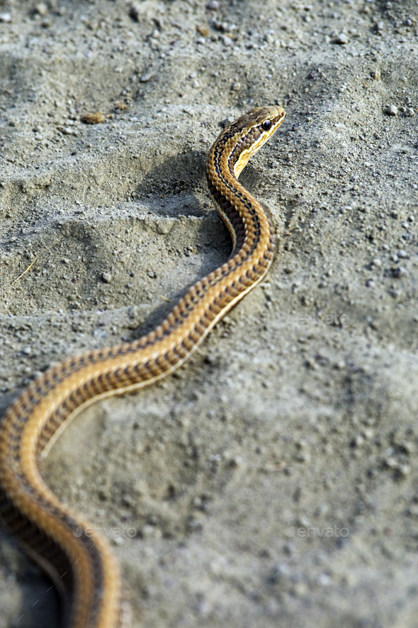 Small African snake slithering in sand Stock Photo by MatHayward ...