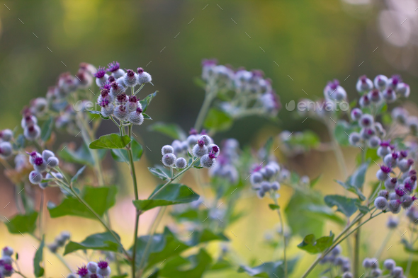 Bur Plant Stock Photo by nzooo | PhotoDune