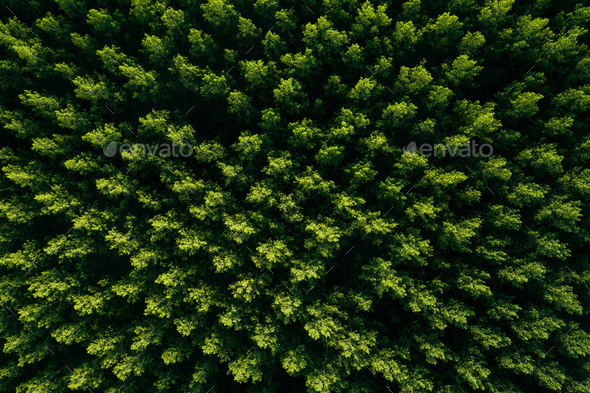 Green forest from above, aerial drone photography Stock Photo by ...