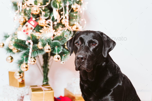 beautiful black labrador at home by the christmas tree Stock Photo by ...