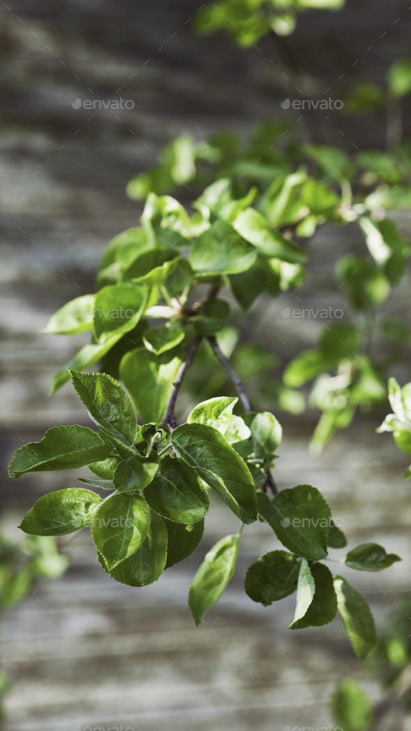 Green apple tree branch with fresh leaves background. Ecological ...