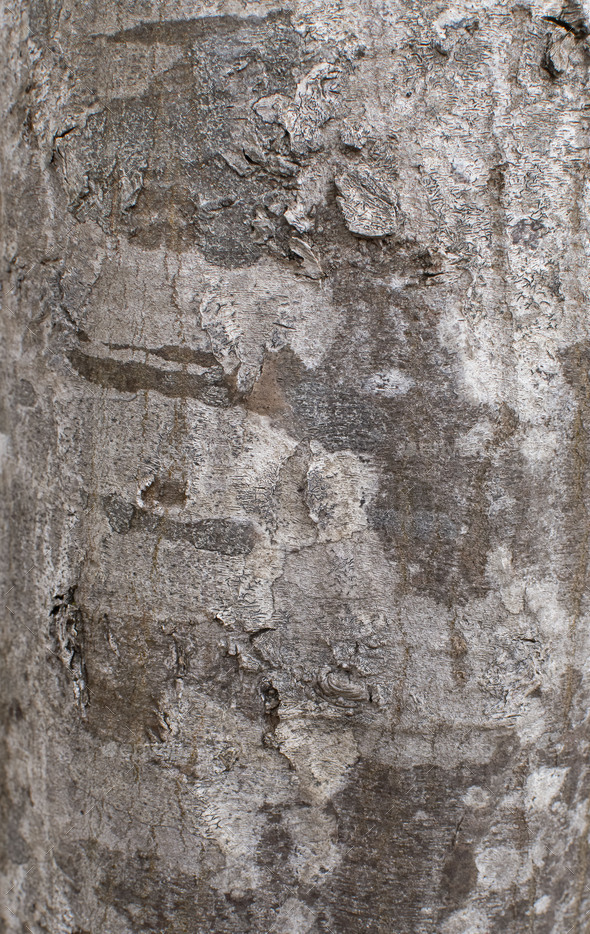 Tree Bark Textured Background. Nature Detail. Alder Bark Texture ...