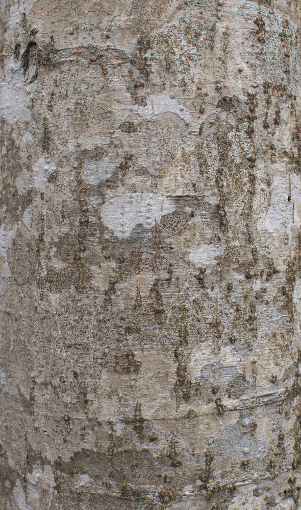 Tree Bark Textured Background. Nature Detail. Alder Bark Texture ...