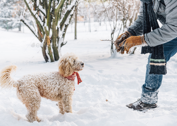 Snowball fight fun with pet and his owner in the snow. Stock Photo by ...