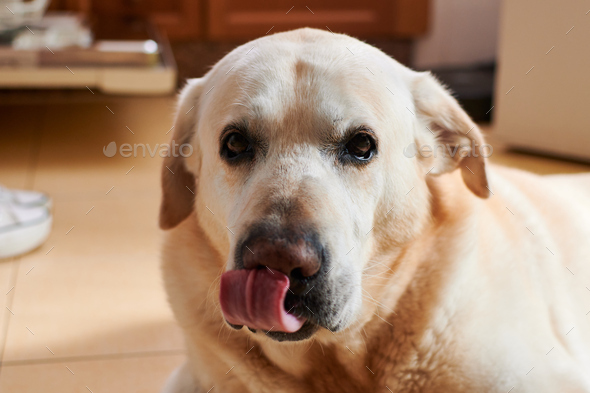 Portrait of a Labrador retriever sticking out his tongue Stock Photo by ...