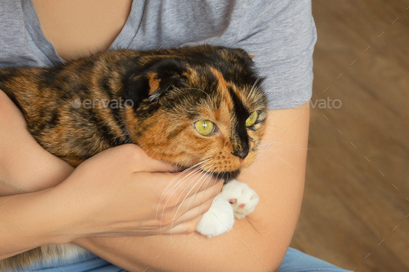 Tricolor Scottish fold-eared cat with green eyes is sitting in the girl ...