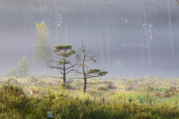 beautiful pine trees on marsh in mist Stock Photo by catolla | PhotoDune