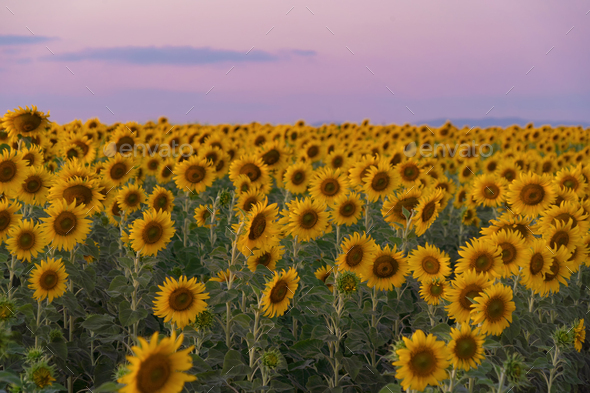 Full bloom sunflower field at natural garden park in summer in nature ...