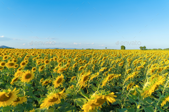 Full bloom sunflower field at natural garden park in summer in nature ...