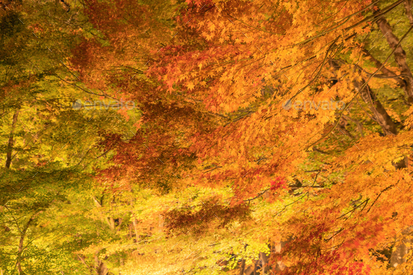 Red maple leaves or fall foliage in colorful autumn season, Yamanashi ...