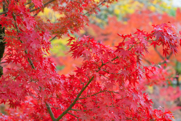 Red maple leaves or fall foliage in colorful autumn season, Yamanashi ...