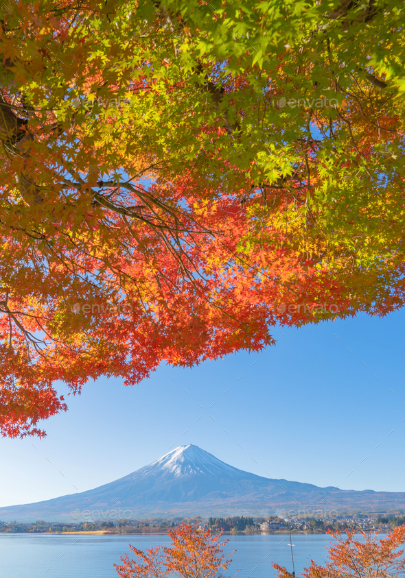 Red maple leaves or fall foliage in colorful autumn season, Yamanashi ...