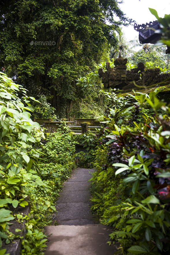 Famous Campuhan ridge walk with tropical view and palm trees in Ubud ...