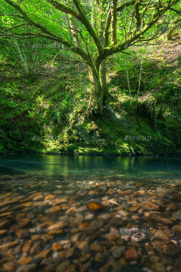A mystical oak tree over a pool of green water with reddish pebbles on ...