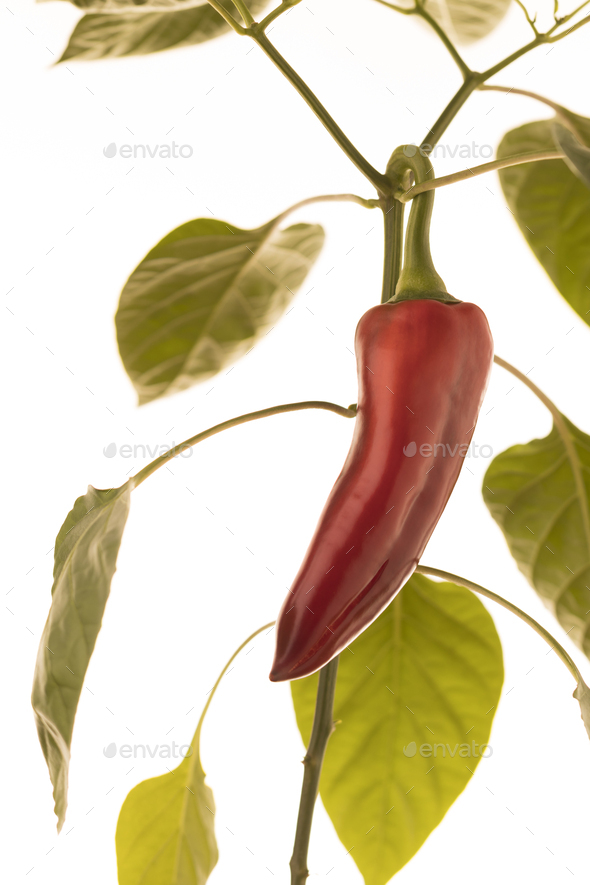 Kapiya pepper grown at home. It is located on a white background. Close ...