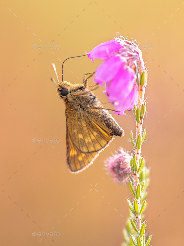 Large Skipper Butterfly drinking nectar of Erica Flower Stock Photo by ...