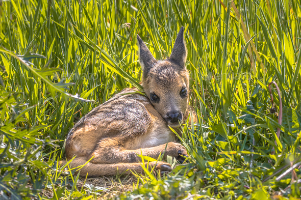 Baby roe deer Stock Photo by CreativeNature_nl | PhotoDune