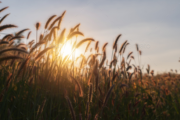 Long tall wild grass in a field. Rye nature green plant in forest or ...