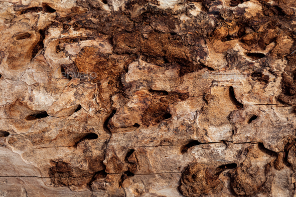 Texture of rotten tree bark Stock Photo by collab_media | PhotoDune