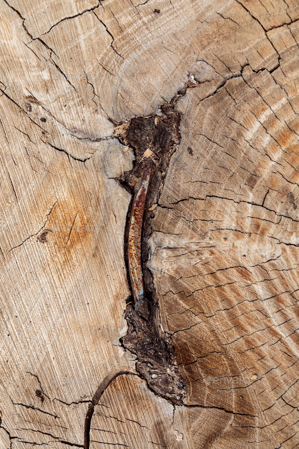 Texture of cut old tree stump with annual rings and metal inside ...
