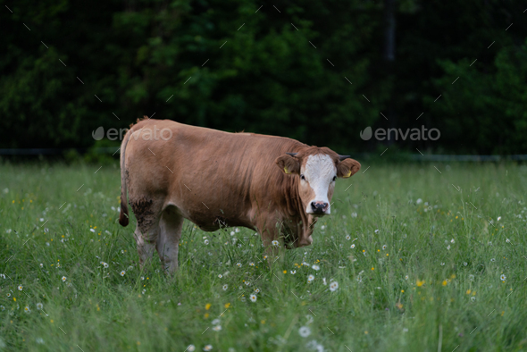 Cow outside Stock Photo by Pasanheco | PhotoDune