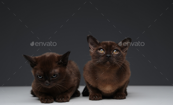 Two miniature cats with dark brown fur against gray background Stock ...