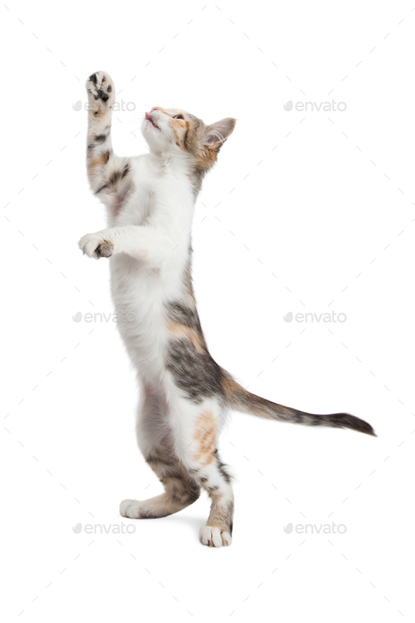 Cat Standing Playing Batting Stock Photo by GoodFocused | PhotoDune