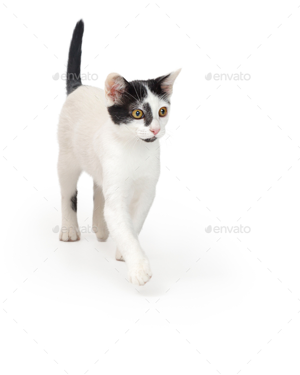 Cat Walking Forward Over White Background Stock Photo by GoodFocused
