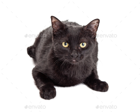 Black Cat Looking Straight Forward into Camera Stock Photo by GoodFocused