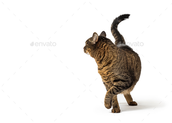 Cat turning around looking back Stock Photo by GoodFocused | PhotoDune